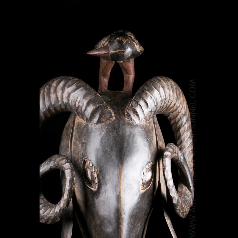 Ram mask Baule Ivory Coast Authentic African Tribal Art Gallery