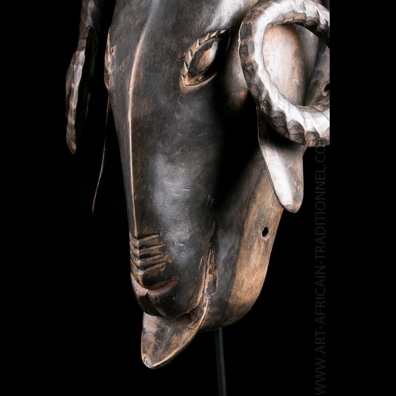 Ram mask Baule Ivory Coast Authentic African Tribal Art Gallery
