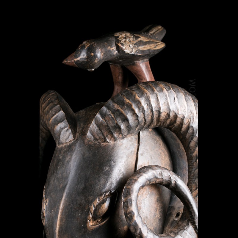 Ram mask Baule Ivory Coast Authentic African Tribal Art Gallery
